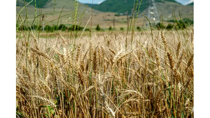 Kazakhstan Forecasts Near-Record Grain Output and Strong Exports for Upcoming Season