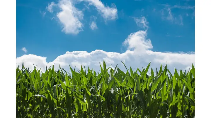 Corn Futures Fall as Cash Price Dips, Despite Strong Export Data
