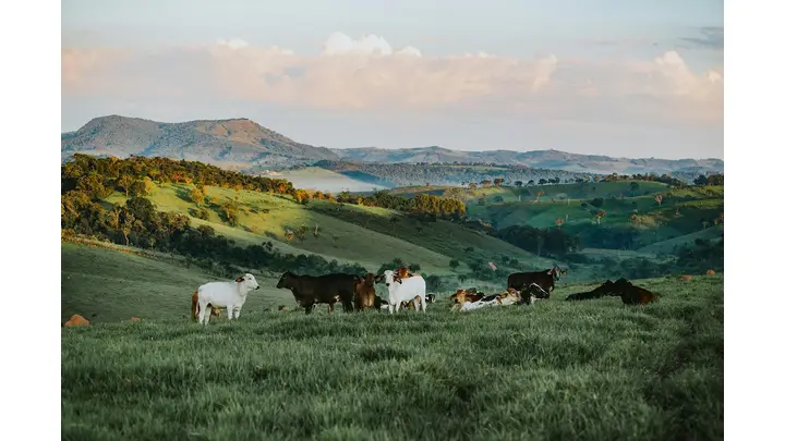 Global Beef Prices Set to Rise as Brazil Enters Supply Scarcity Phase