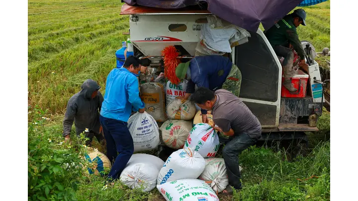 Rice Production Must Grow 25% by 2049 Amid Climate and Economic Challenges