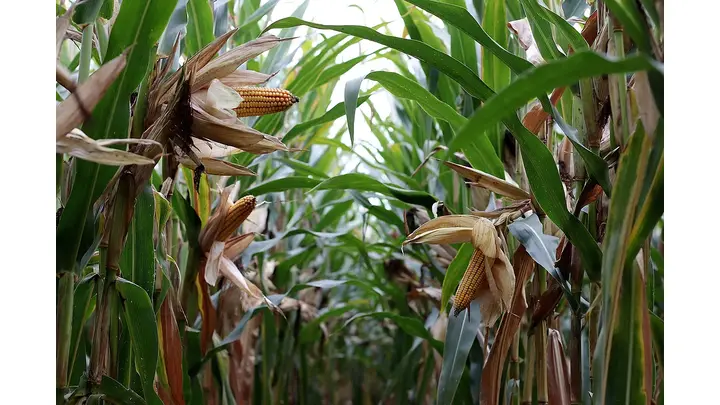 December Corn Futures Show Signs of Potential Rebound
