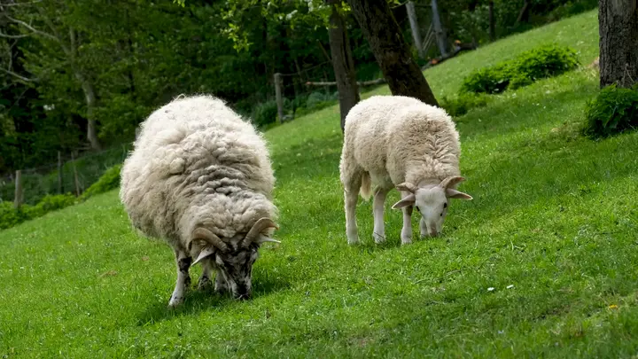Australian Wool Market Continues Upward Trajectory in Early June 2026