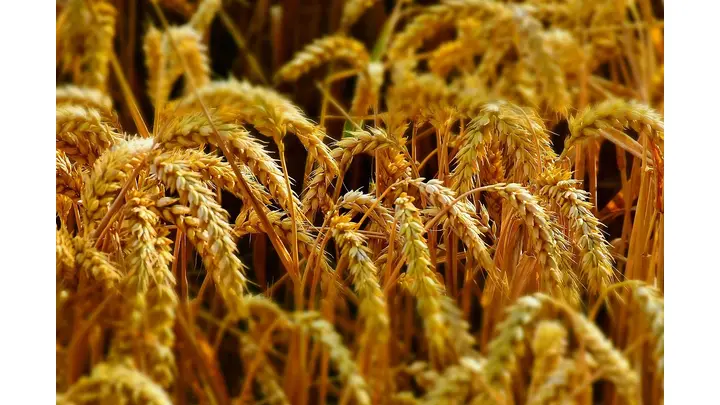 Vietnam's Renewed Demand for Argentine Feed Wheat Amid Record Harvest