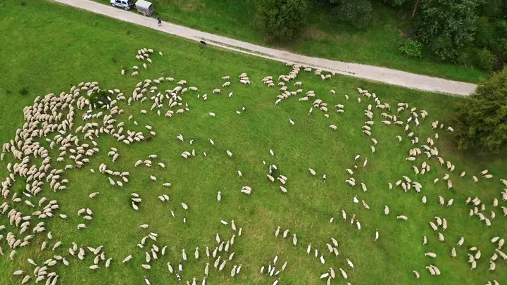 USDA AMS Market Report: Lamb, Goat, Veal, and Wool Data – June 5, 2026