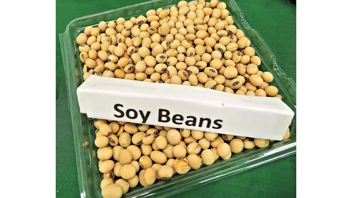 Soybeans Hold Steady as Chinese Demand Meets Record Global Supplies
