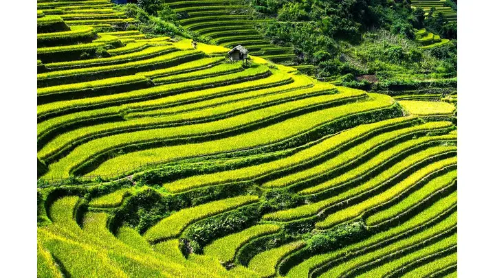 Rice Futures Rise Across CBOT Contracts in Early 2026 Trading