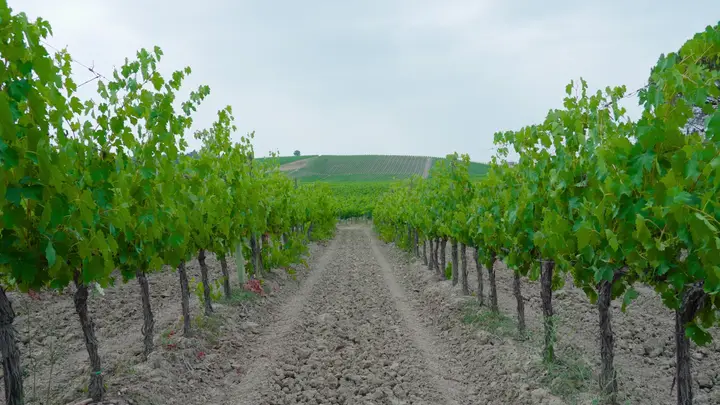 Wine Tourism Expands: Top Destinations & Regions for 2026