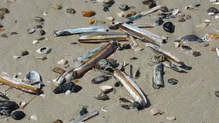 U.S. Proposes Reclassifying Squid as Shellfish to Simplify Regulations