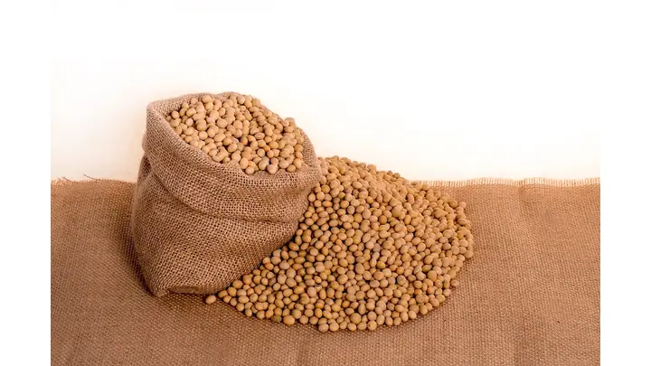Soybean Futures Rally Amid Record Crush and Export Data