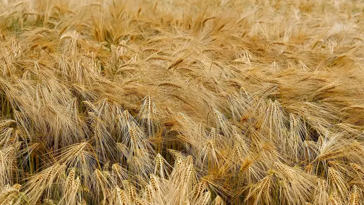 Grains Australia Welcomes New Board Directors, Appoints John Woods as Chairman