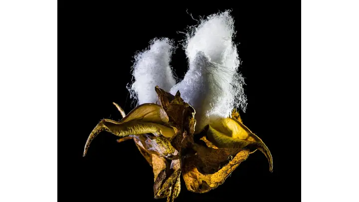 Cotton Futures Decline Amid Market Weakness