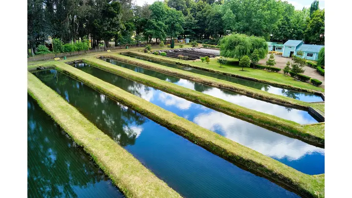 Chile's Aquaculture Sector: Four Years of Negative Policy & Hope Under New Leadership