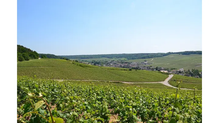 Champagne Grape Quality Improves Amid Demand Challenges