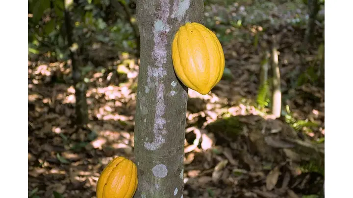 Cocoa Prices Decline Due to Weather and Weak Demand