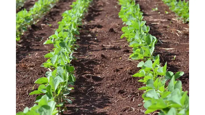 China's 2025 Soybean Purchases from U.S. Lag Far Behind Trade Deal Target