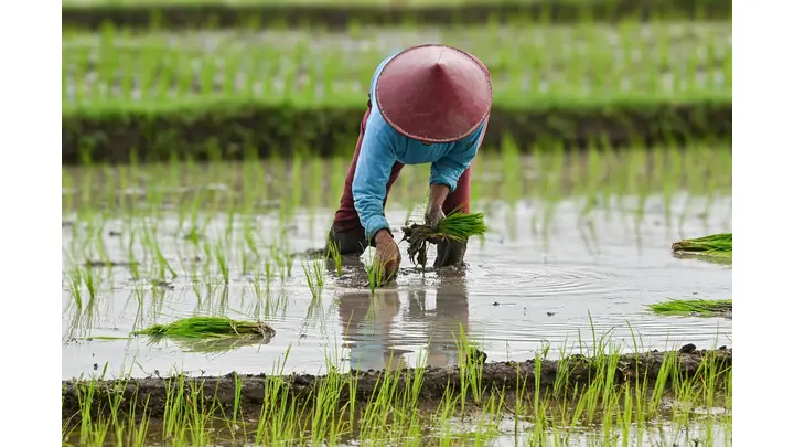 Vietnam's Agriculture Suffered Record Damage from 2025 Natural Disasters