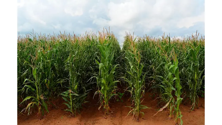 Lower Prices Expected to Keep South Africa Corn Planting Area Steady