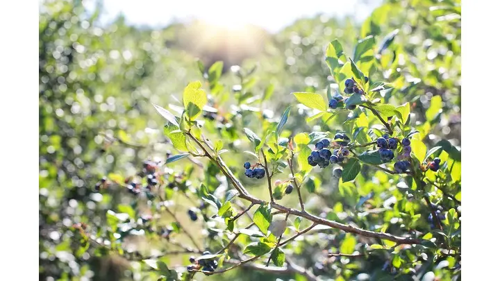 Peruvian Blueberry Growers Target China as New Market Frontier