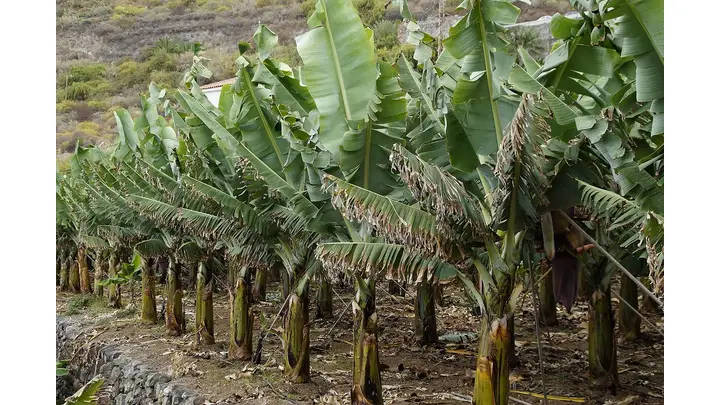 Chiquita Panama Seeks Authorization for Further Layoffs