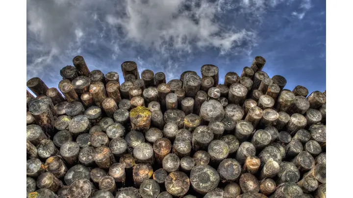 China's Softwood Lumber Imports Hit Decade Low in 2025 Amid Construction Slump