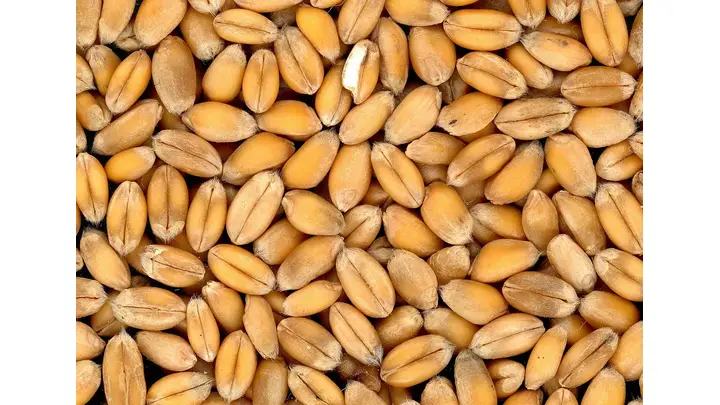 2025 US Wheat Crop Quality Report: Analysis and Production Data