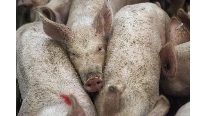 Lean Hog Futures Gain on Friday, Post Weekly Increase