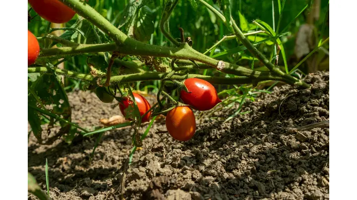 U.S. and Mexico Tomato Trade Deal Termination Could Spike Prices