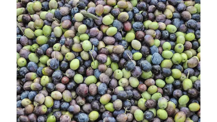 Spanish Black Olive Exporters Face New Challenges Amid EU-US Trade Deal