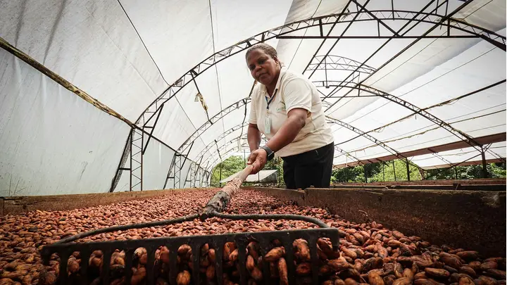 Ivory Coast Faces 200,000 Tons of Unsold Cocoa by March End