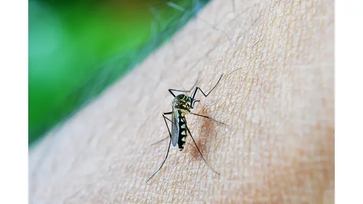 WHO Reports Rise in Global Malaria Cases and Deaths in 2024