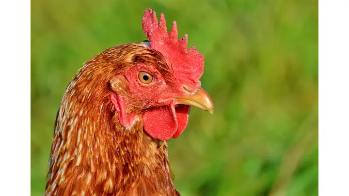 German Egg Production 2025: Free-Range & Organic Methods Gain Market Share