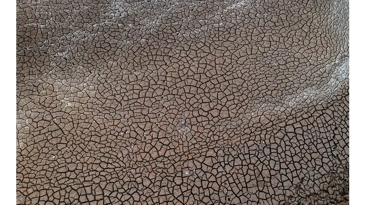 Drought Causes Major Crop Failure in Central Kenya, Threatens Food Security