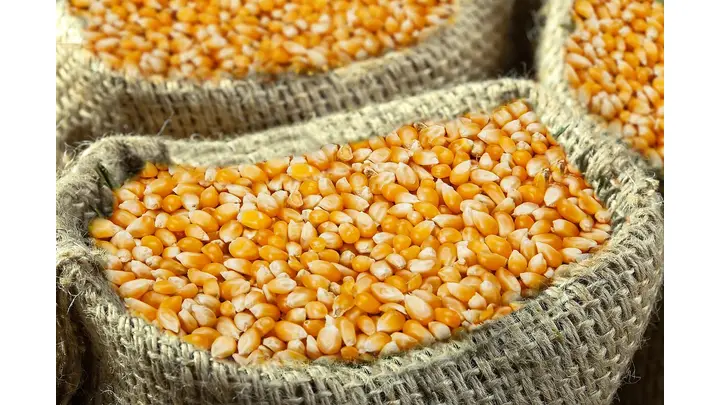 Corn Market Sees Modest Gains Amid Active Export Sales