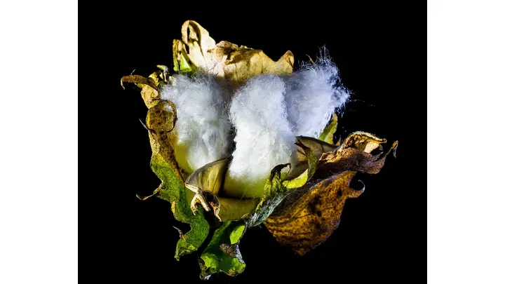 Cotton Futures Surge Amid Market Fluctuations