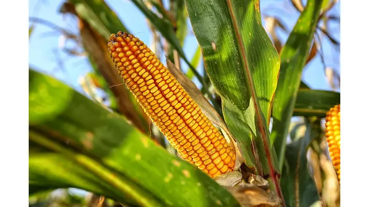 Corn Futures Gain Ahead of Key USDA Crop Report