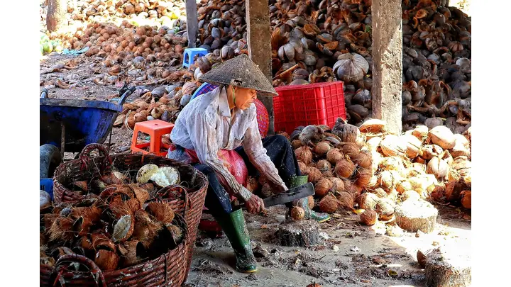 Vietnam's Coconut Industry Accelerates Shift to Organic Farming for Global Brand