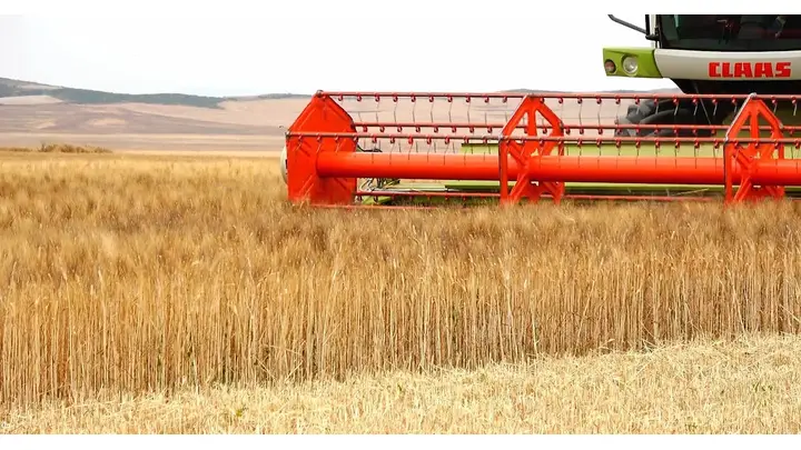 EU Grain Production to Decline in 2026-27 After Record Harvest