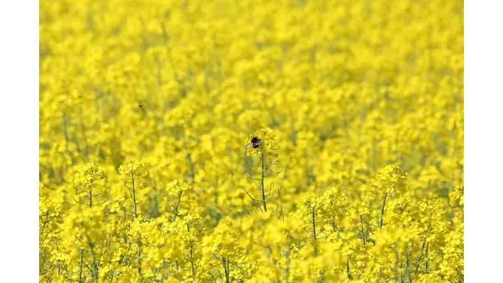 China to Slash Tariffs on Canadian Rapeseed by March 1, Easing Trade Tensions