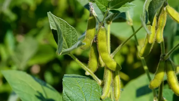 South Korea's 2026-27 Soybean Outlook: Production Dips, Imports Shift
