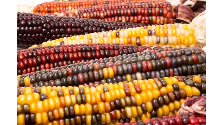 Corn Market Faces Continued Decline Amidst Global Trade Fluctuations