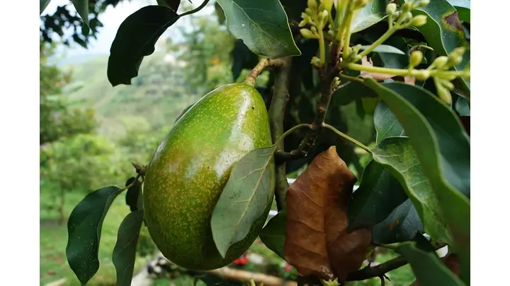 Calavo Growers Shares Plummet Following Disappointing Q2 Results
