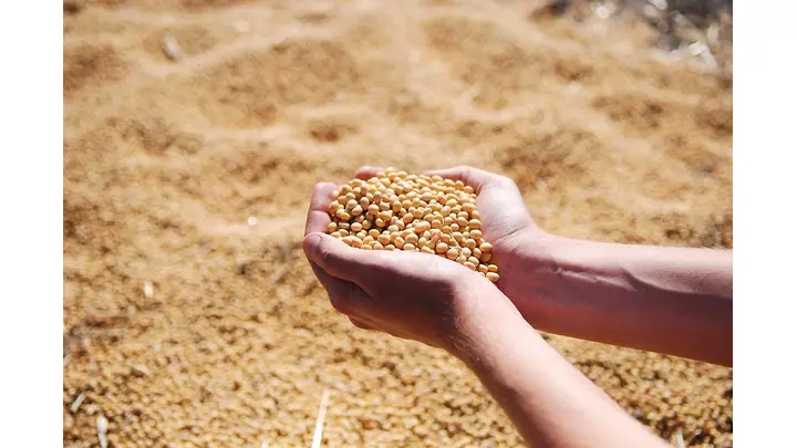 Soybeans Experience Gains Despite Retreat from Double-Digit Increases