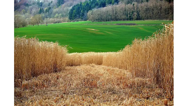 Trump Administration May Delay Biofuel Import Credit Cuts as Refiners Balk