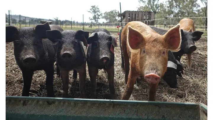 Lean Hog Futures Mixed as Prices Fluctuate