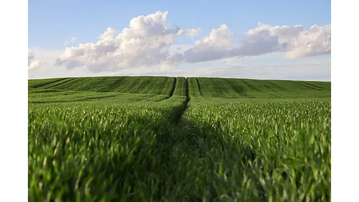 Early CBOT Trading: Wheat, Corn Up; Soybeans Down on December 23, 2025