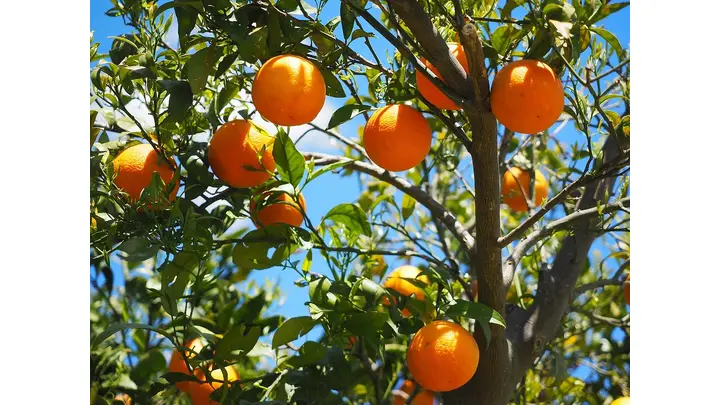 South African Citrus Exports Threatened by New US Tariffs
