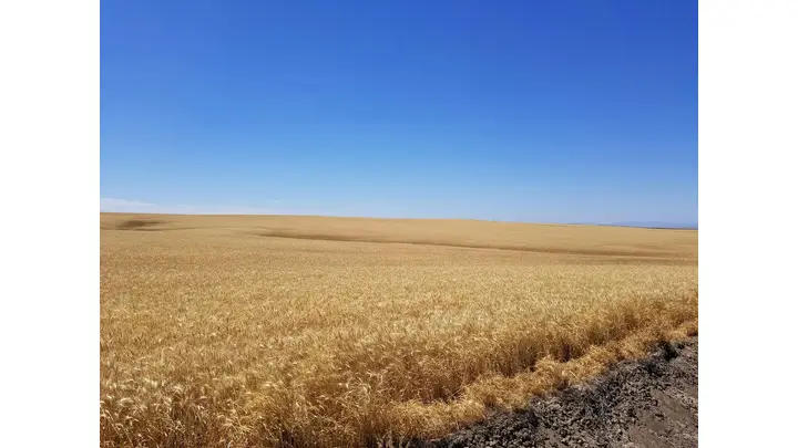 Wheat Futures Rally on USDA 2026 Crop Outlook and Global Stocks Data