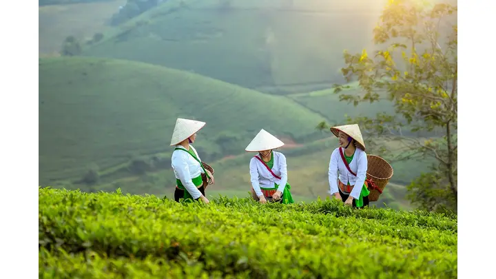 Vietnam and Nestlé Partner for Regenerative Farming to Achieve Net Zero