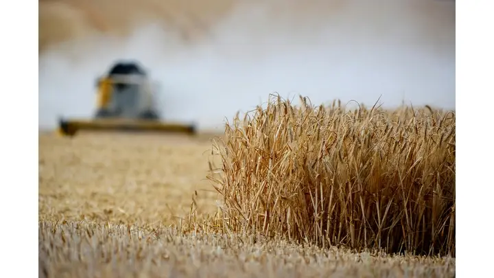 Wheat Markets Face Decline as Harvest Progresses