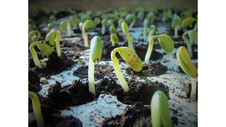 Chicago Soybeans Hold Below 17-Month High Amid Chinese Demand Questions